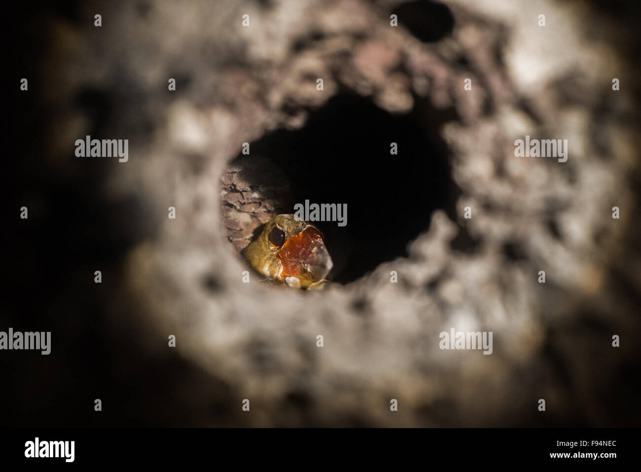 Bird Inside Tree Hole High Resolution Stock Photography and Images - Alamy