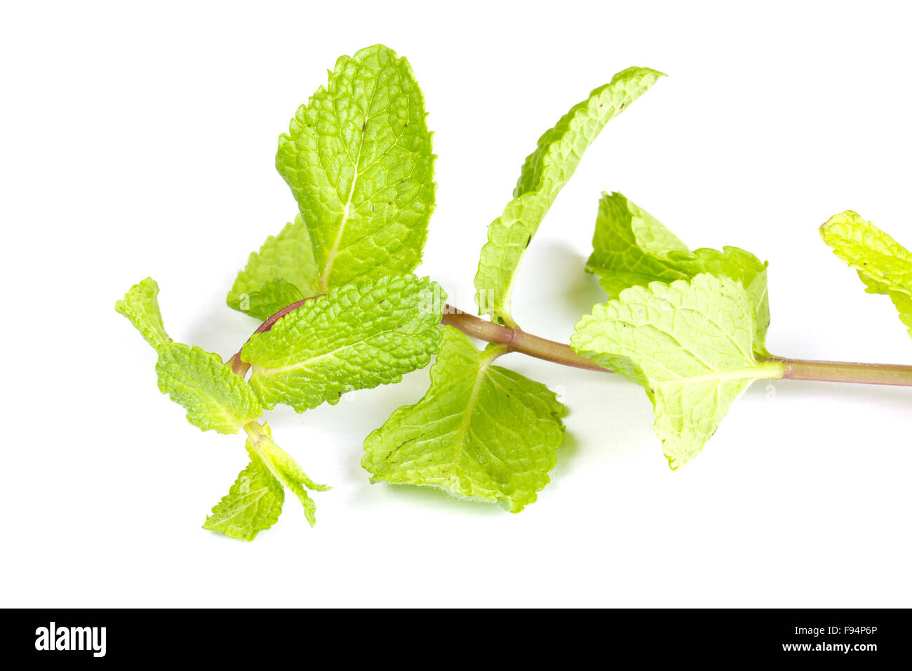 Fresh Green Mint Isolated on White Stock Photo - Alamy