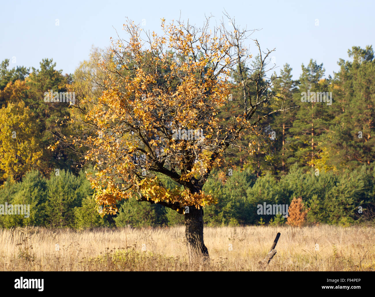 Beautiful landscape. Field and edge of forest Russia Stock Photo - Alamy