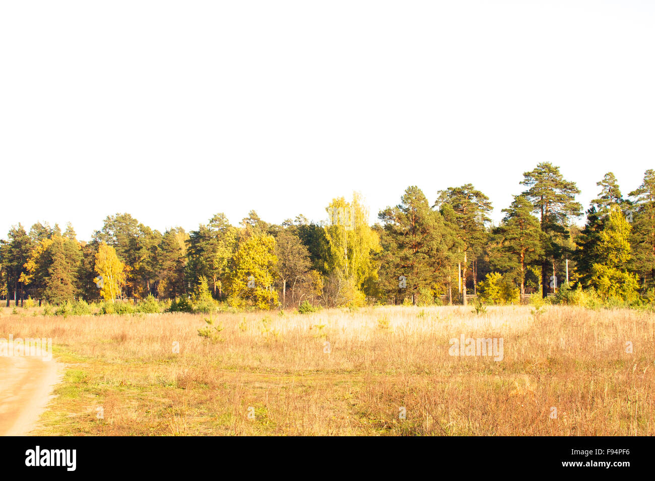 Beautiful landscape. Field and edge of forest Russia Stock Photo - Alamy