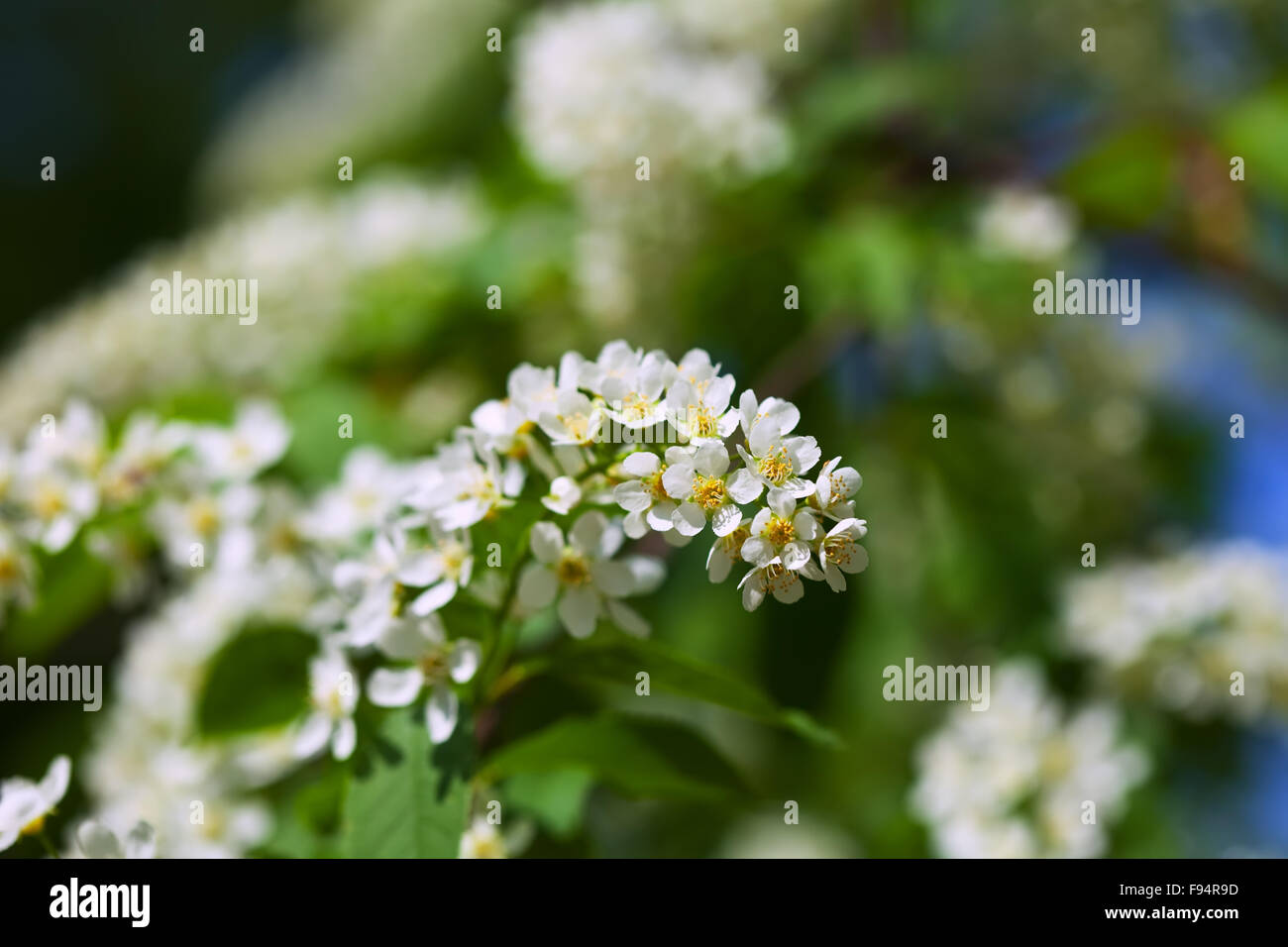 Blossoming bird cherry tree bunch hi-res stock photography and images ...