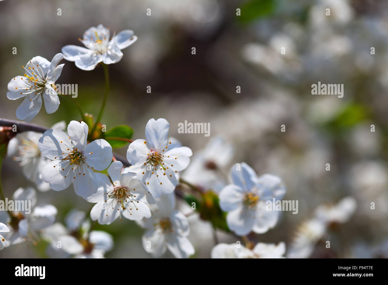 blooms tree branch in spring garden Stock Photo - Alamy