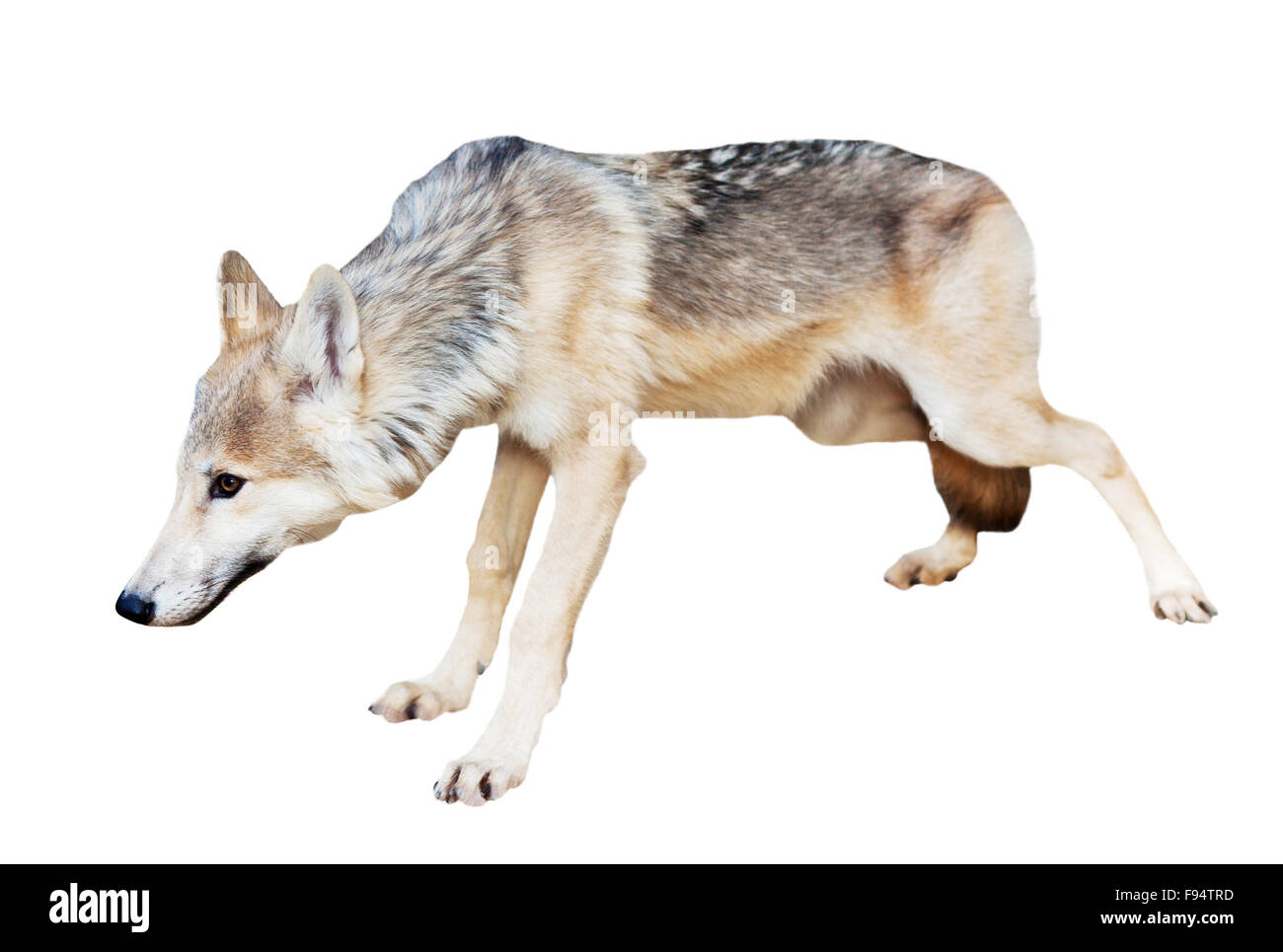 Alaskan Tundra Wolf (Canis lupus tundrarum) standing over white ...