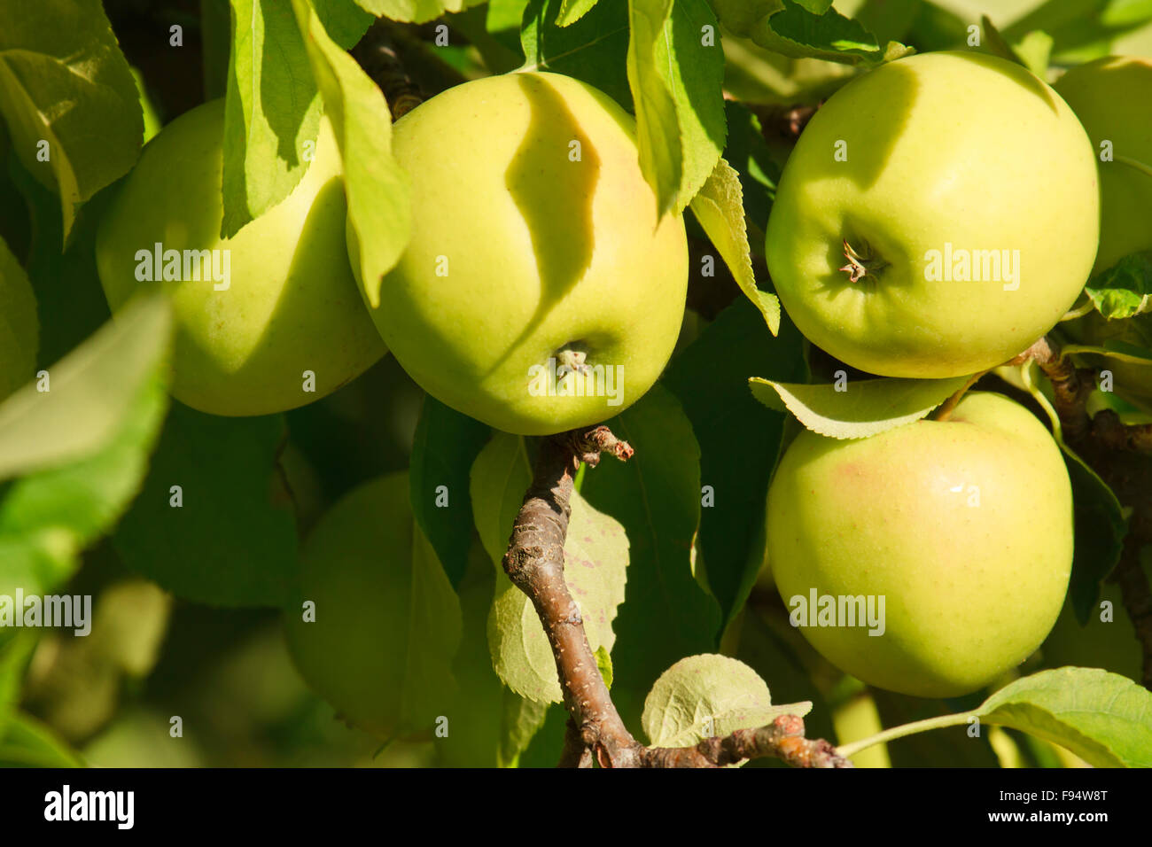 Group of apples in an apple-tree branch Stock Photo - Alamy