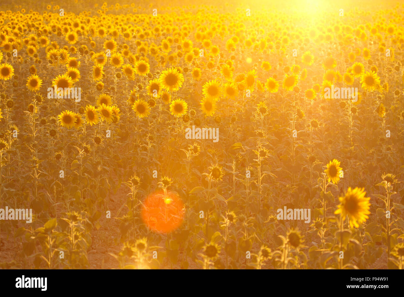 Golden sunflowers field with light effect Stock Photo - Alamy