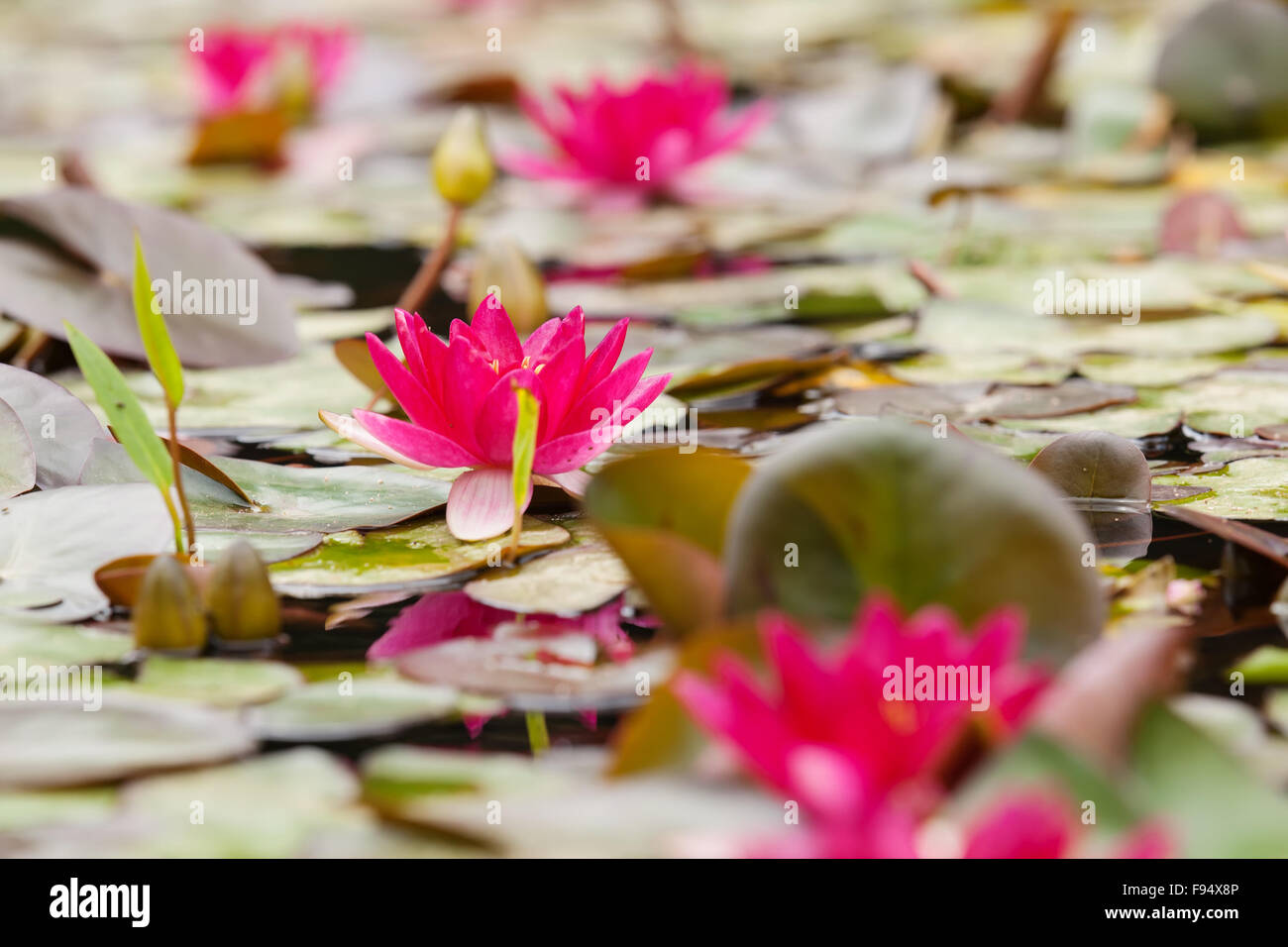 violet lilies in quiet waters of the reservoir Stock Photo - Alamy