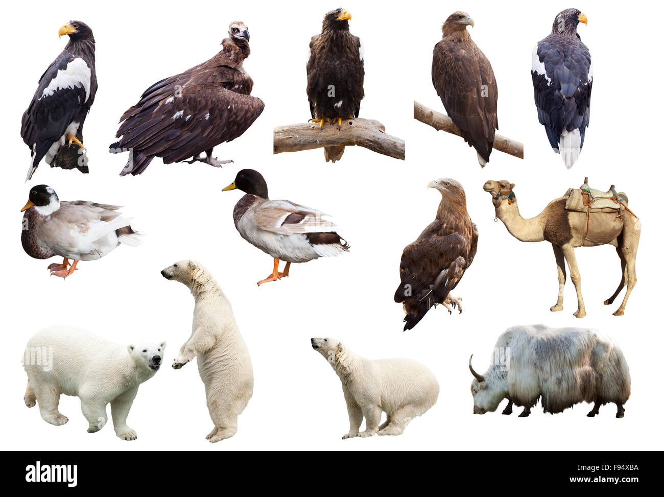 Set of animals. Isolated over white background Stock Photo - Alamy