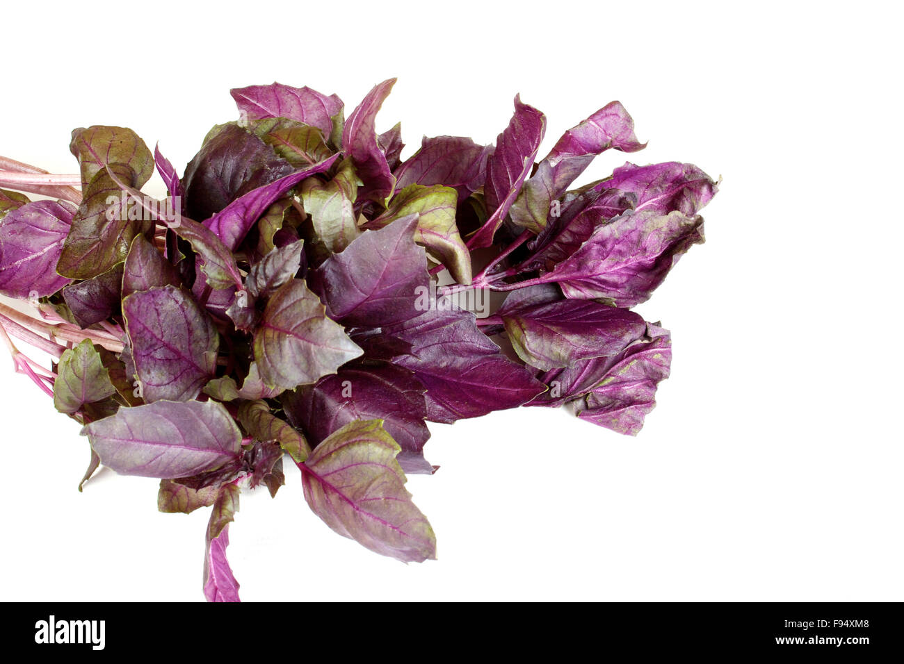 Basil herb spice leaf isolated on white background Stock Photo - Alamy