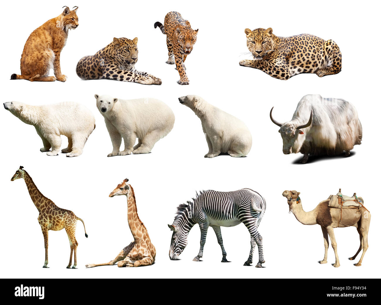 Set of animals. Isolated over white background Stock Photo - Alamy