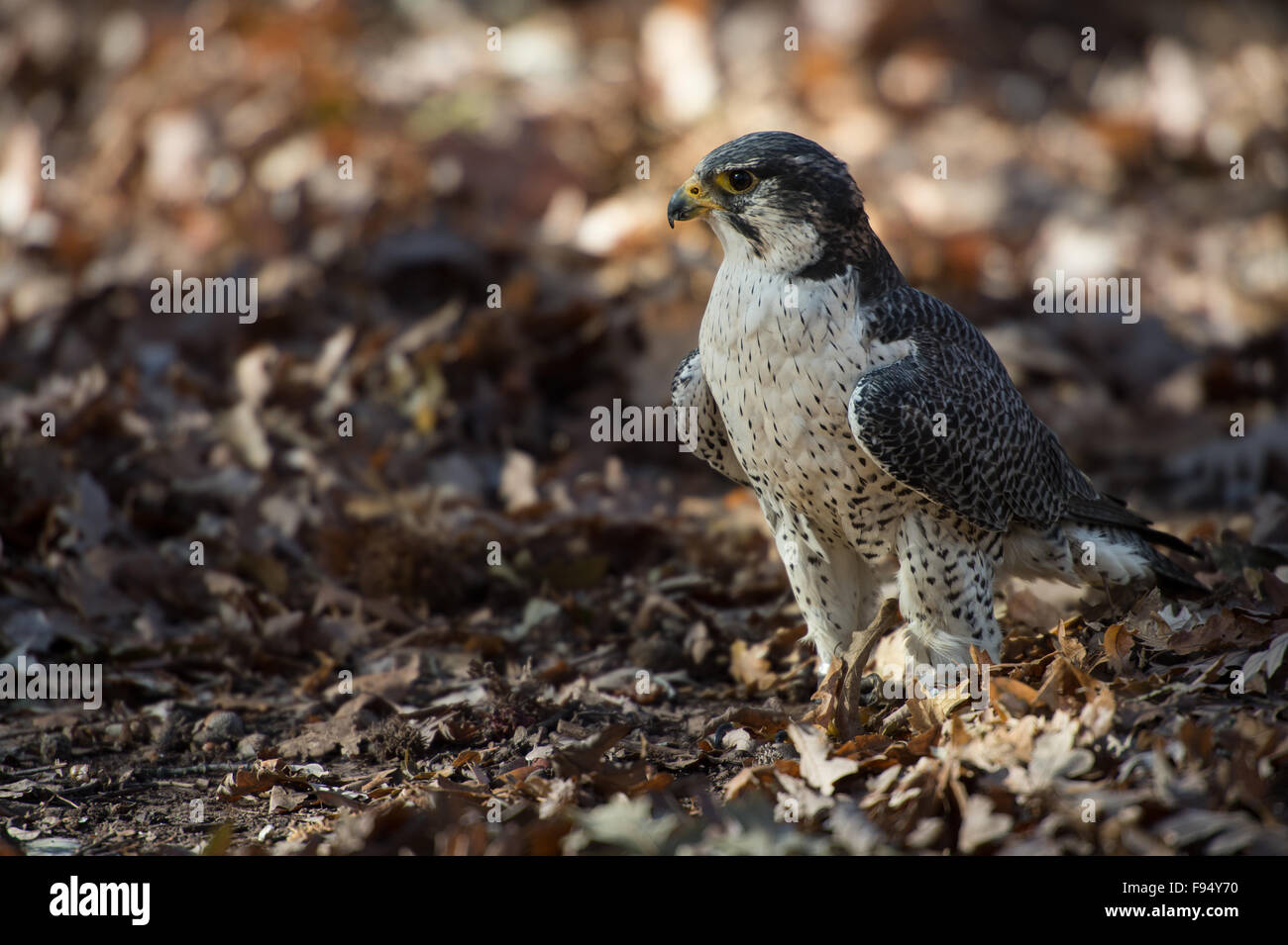 Peregrine falcon (Falco peregrinus), Falconidae, Widespread Stock Photo ...