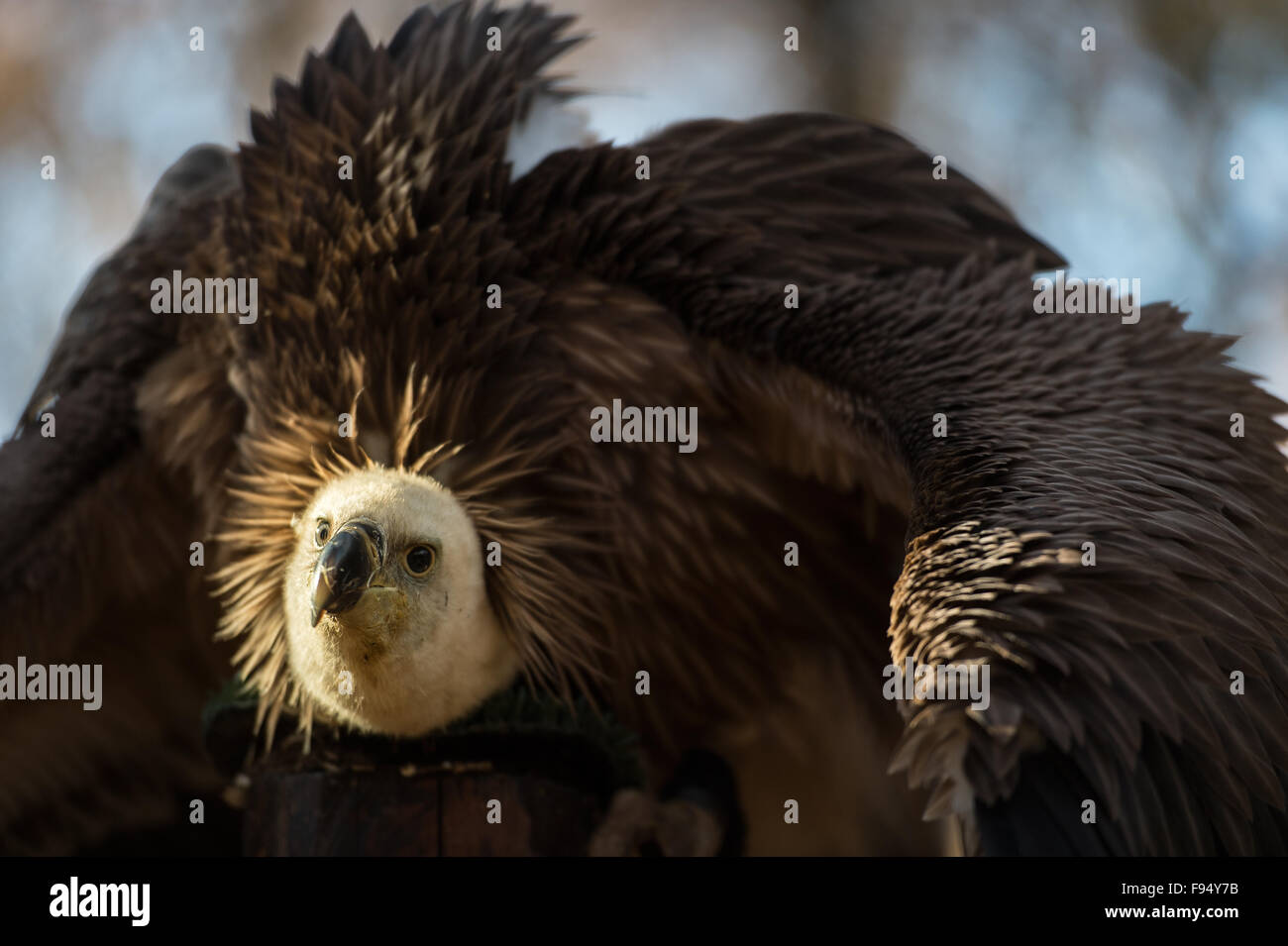 Eurasian griffon, Gyps fulvus, Accipitridae, Europe horizontal animal ...