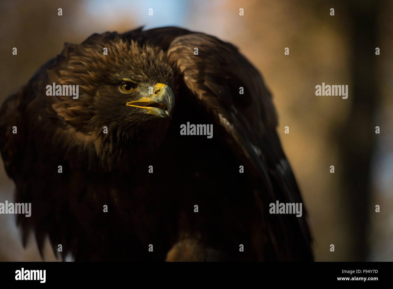 Golden Eagle, Aquila chrysaetos, Accipitridae, Europe Stock Photo - Alamy