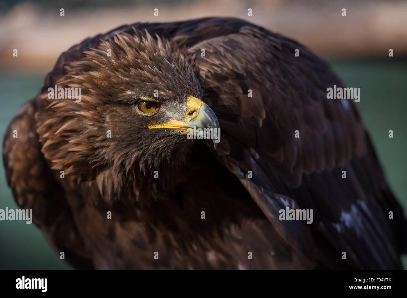 Golden Eagle, Aquila chrysaetos, Accipitridae, Europe Stock Photo - Alamy