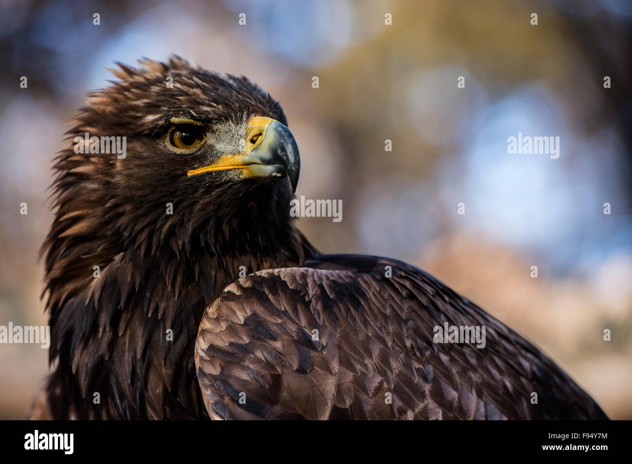 Accipitridae birds hi-res stock photography and images - Alamy