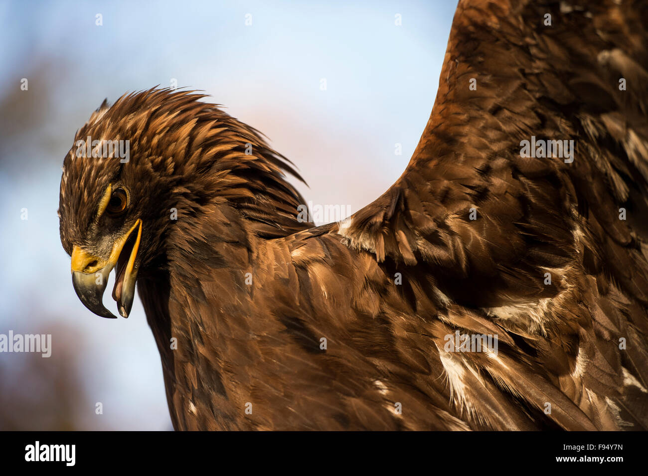 Accipitridae birds hi-res stock photography and images - Alamy