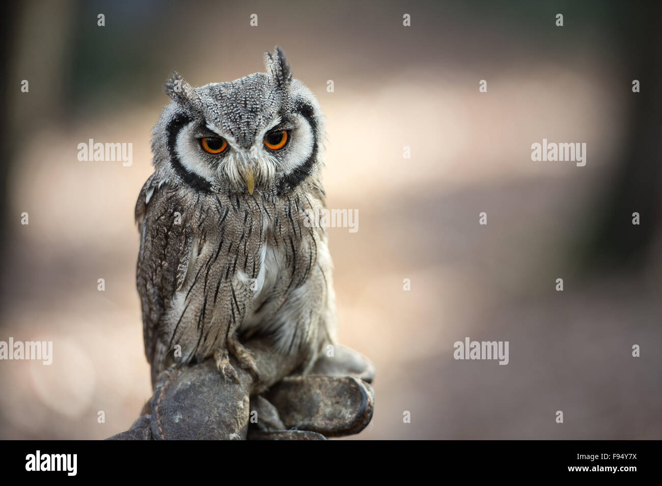 Southern white-faced scops owl, Ptilopsis granti, Strigidae, African ...