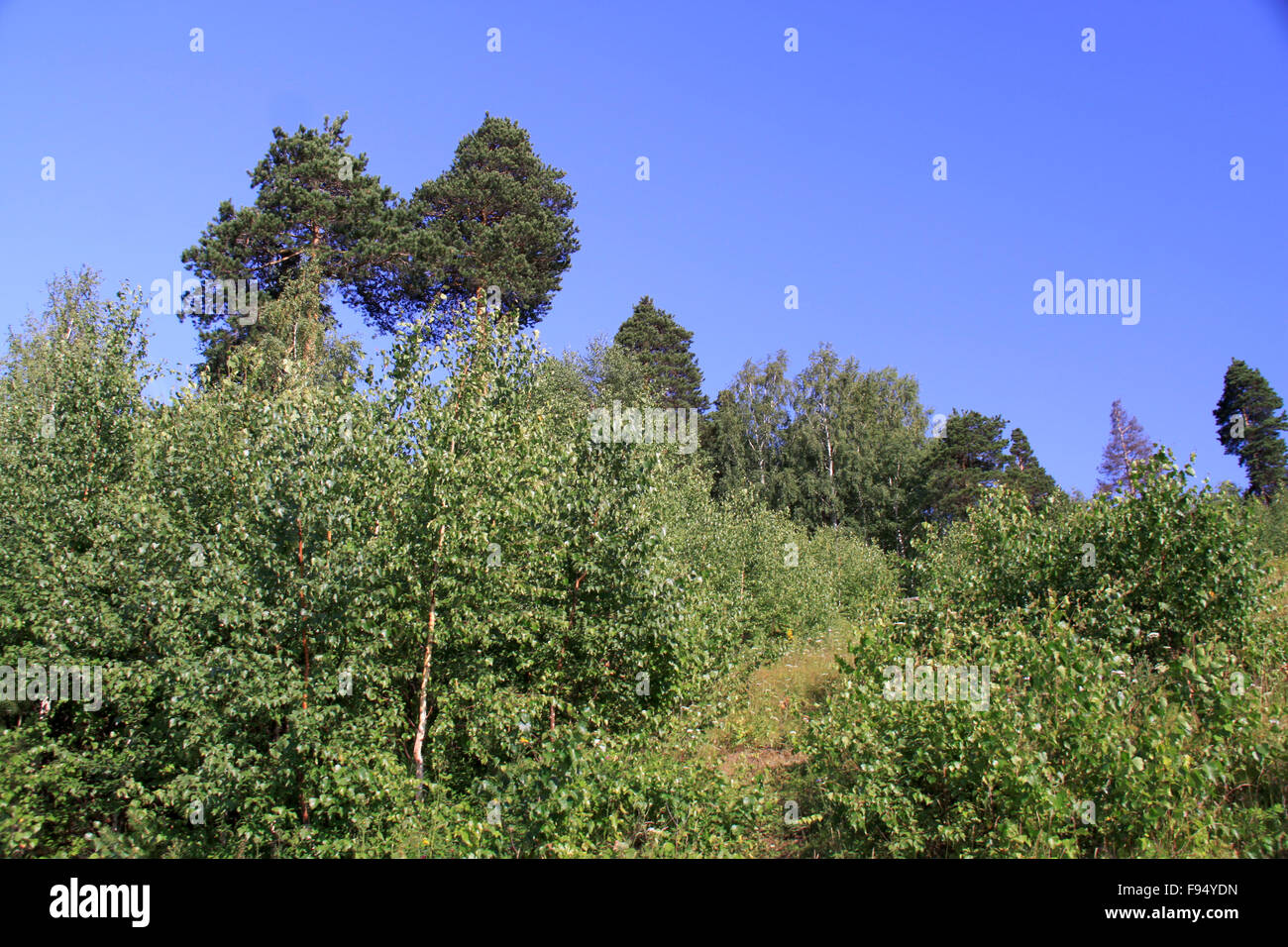 Beautiful forest landscape Stock Photo - Alamy