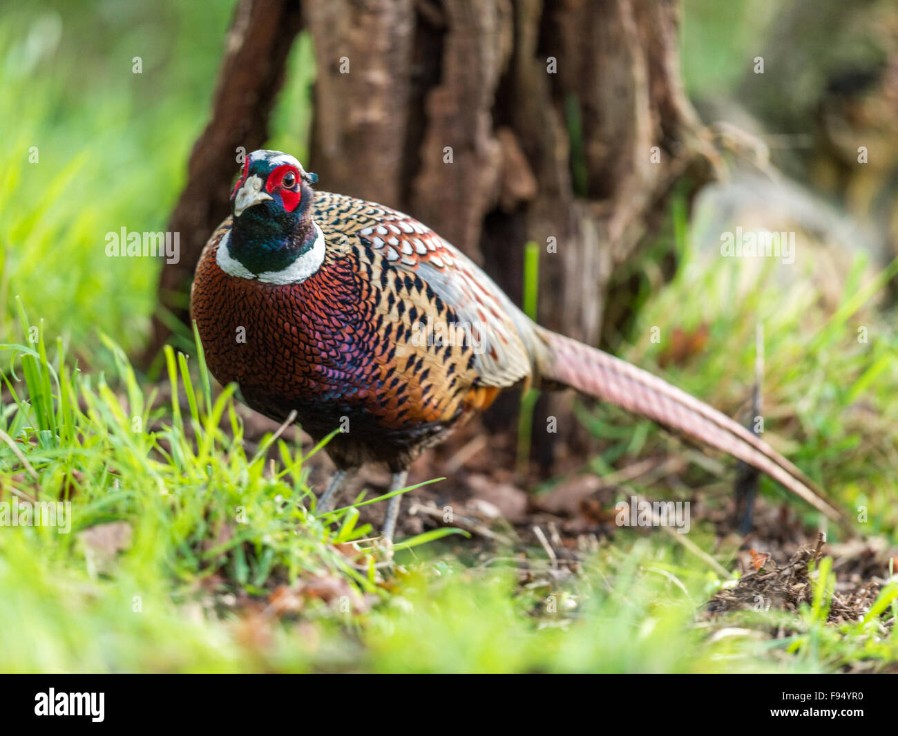 Beautiful Male Common British Pheasant (Phasianus colchicus) foraging ...