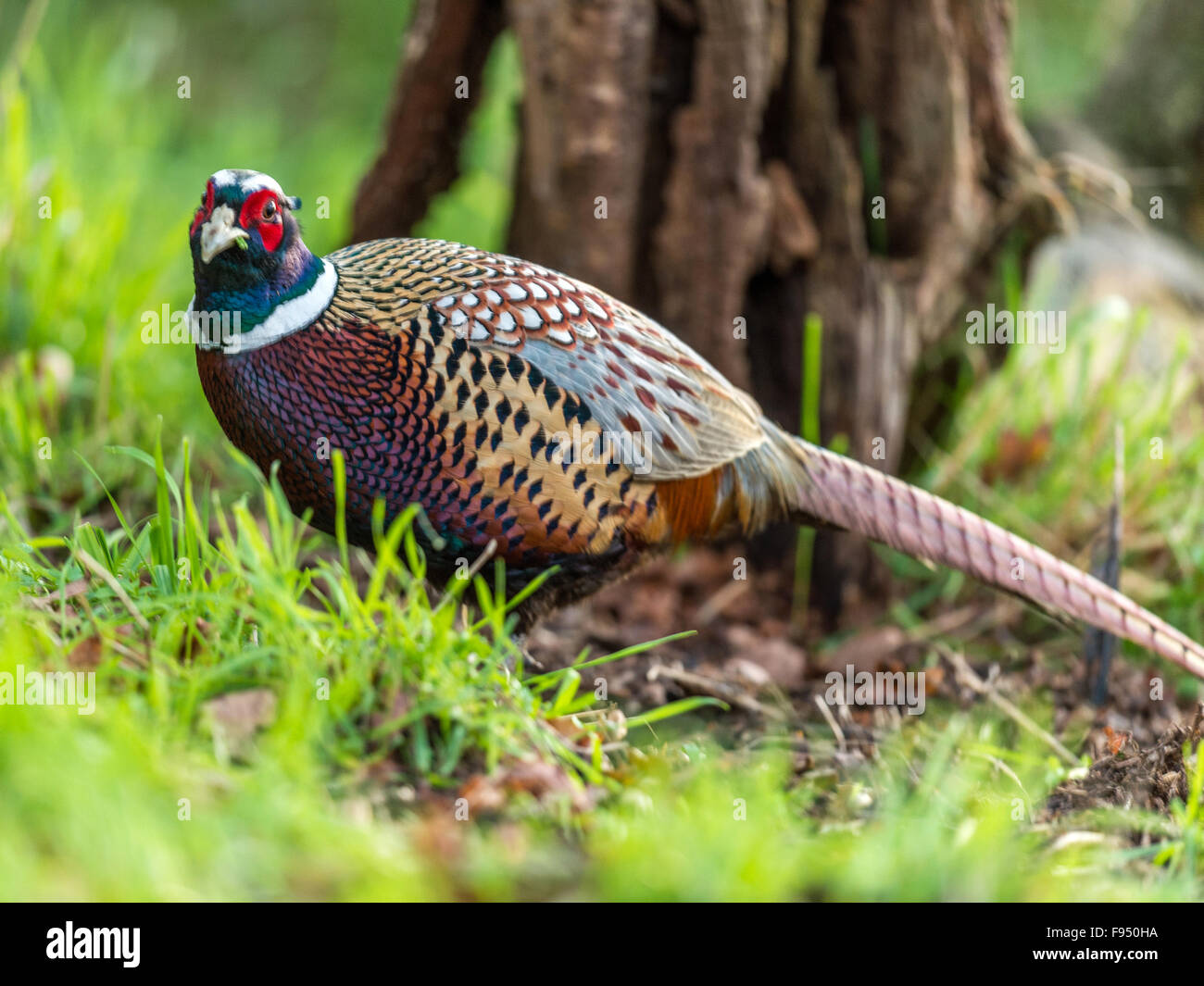 Beautiful Male Common British Pheasant (Phasianus colchicus) foraging ...