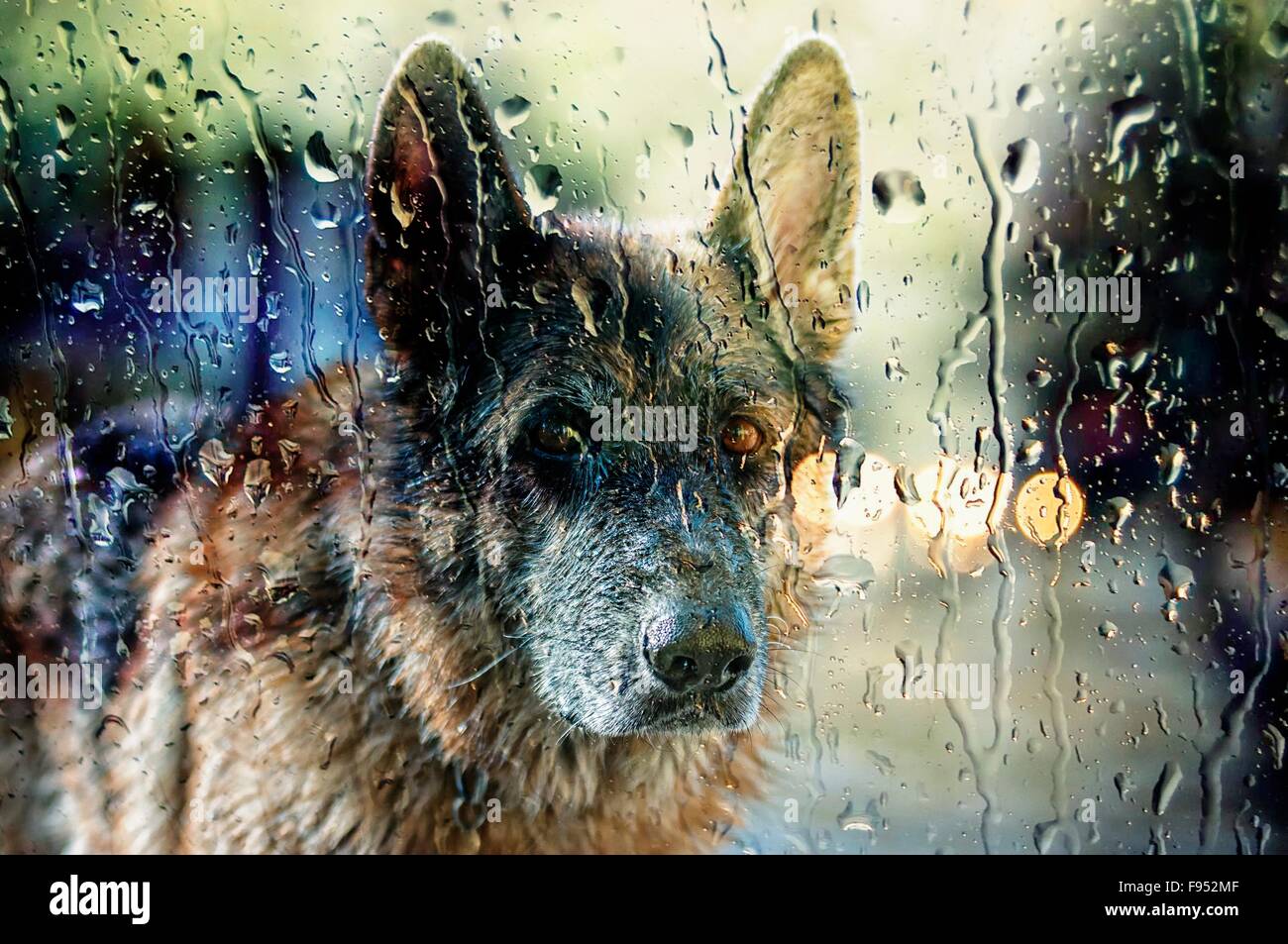 old german shepherd dog Stock Photo - Alamy