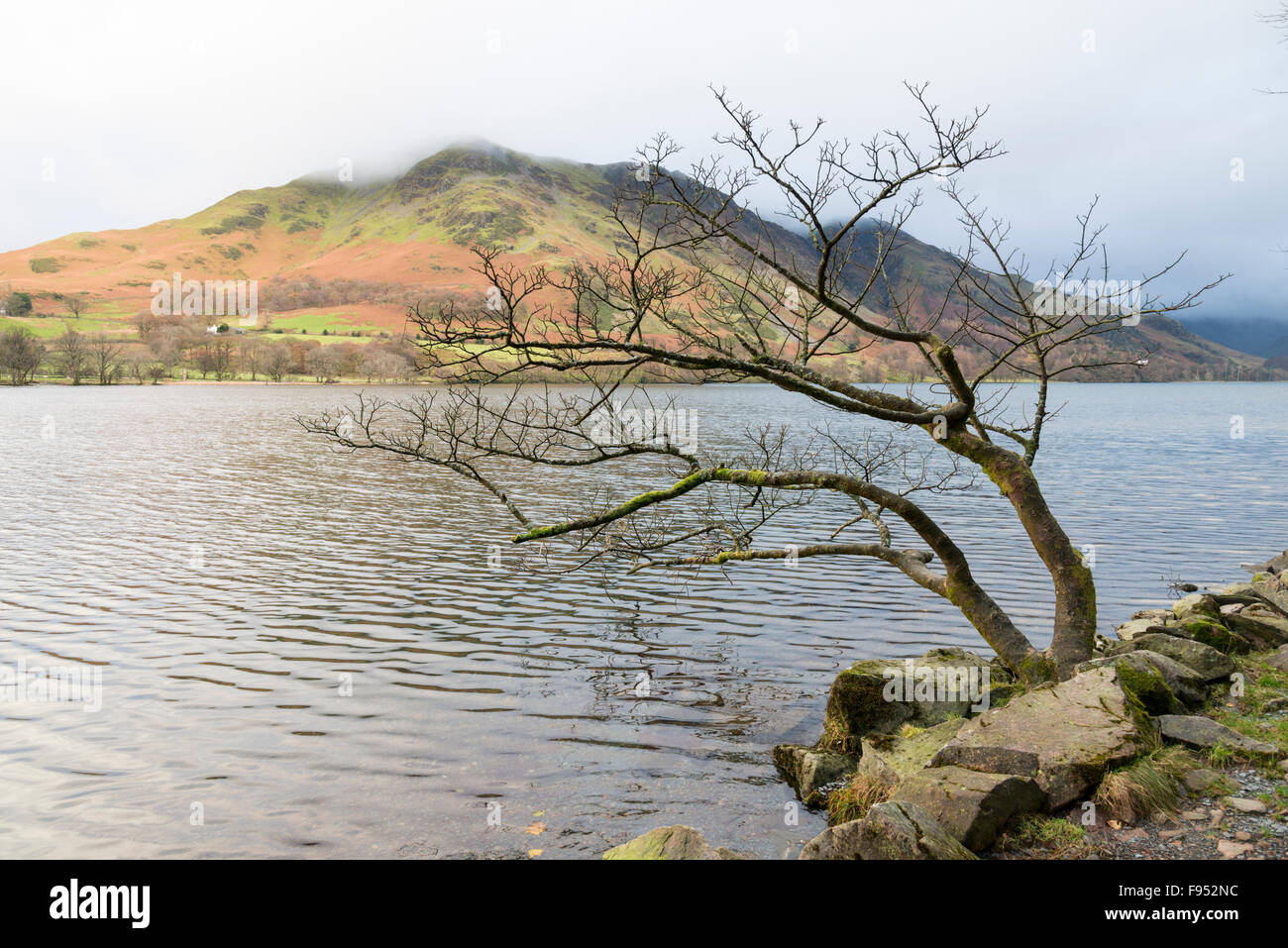 Lone tree buttermere lake district hi-res stock photography and images ...
