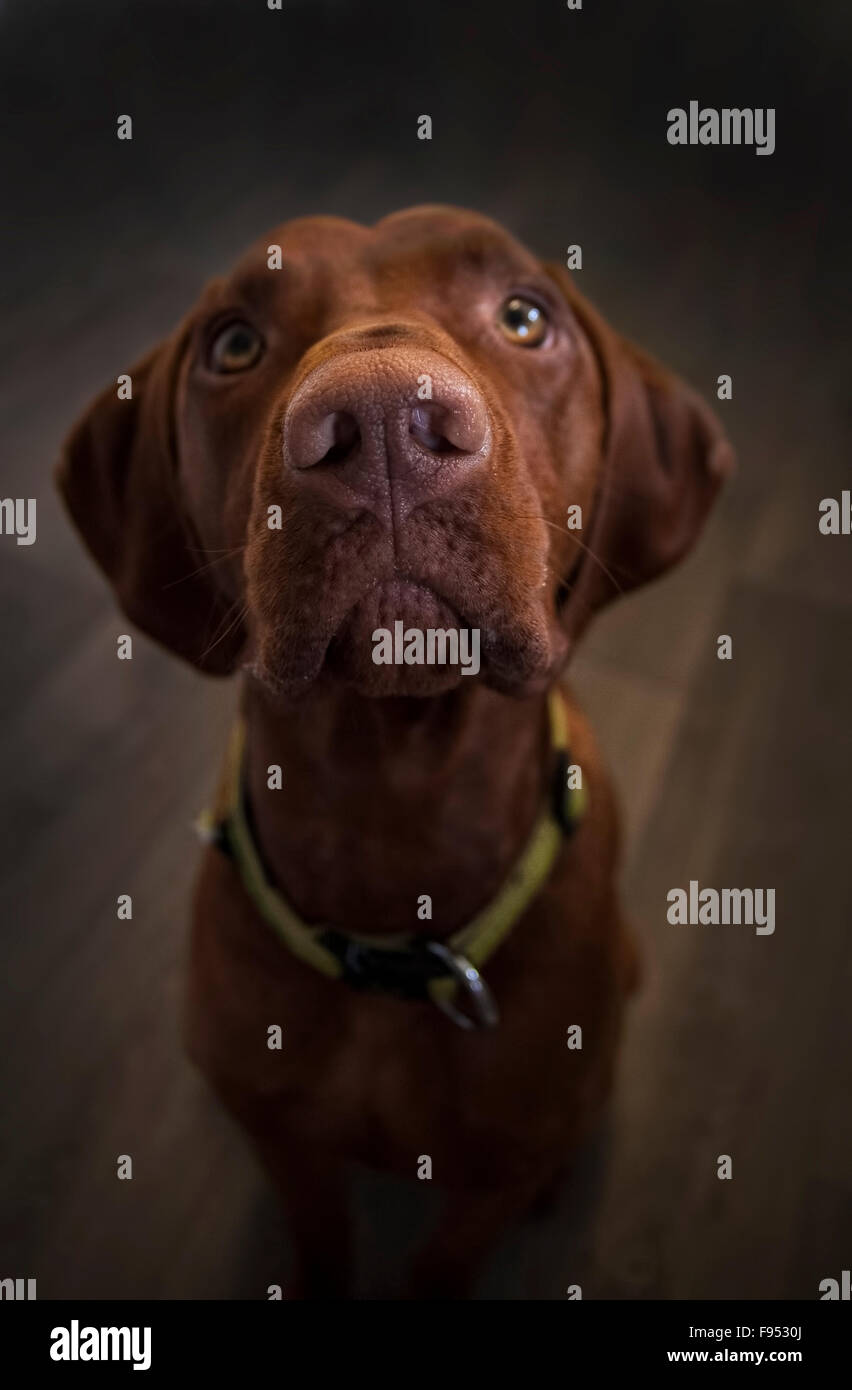 Hungarian vizsla hi-res stock photography and images - Alamy