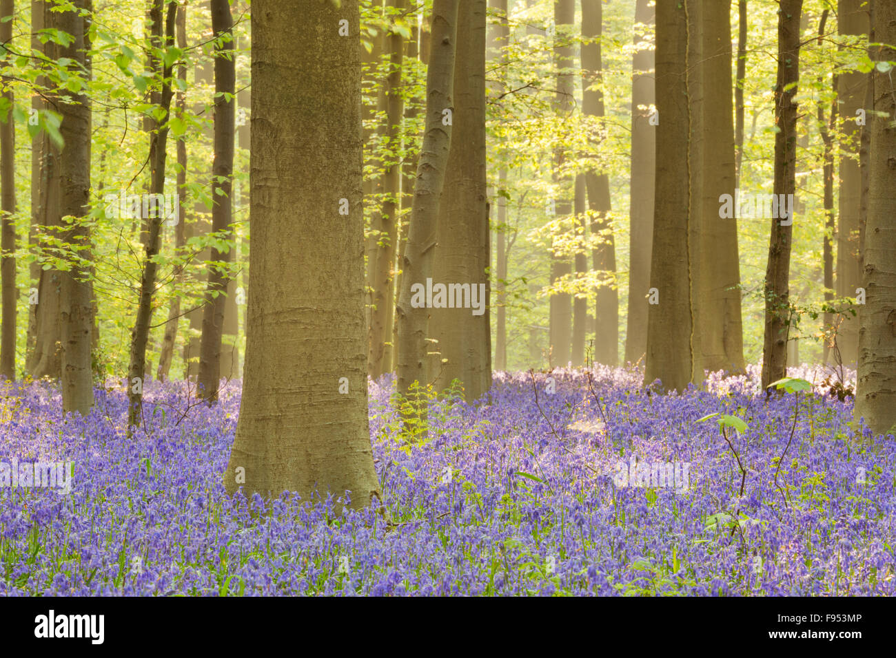A beautiful blooming bluebell forest in early morning sunlight ...