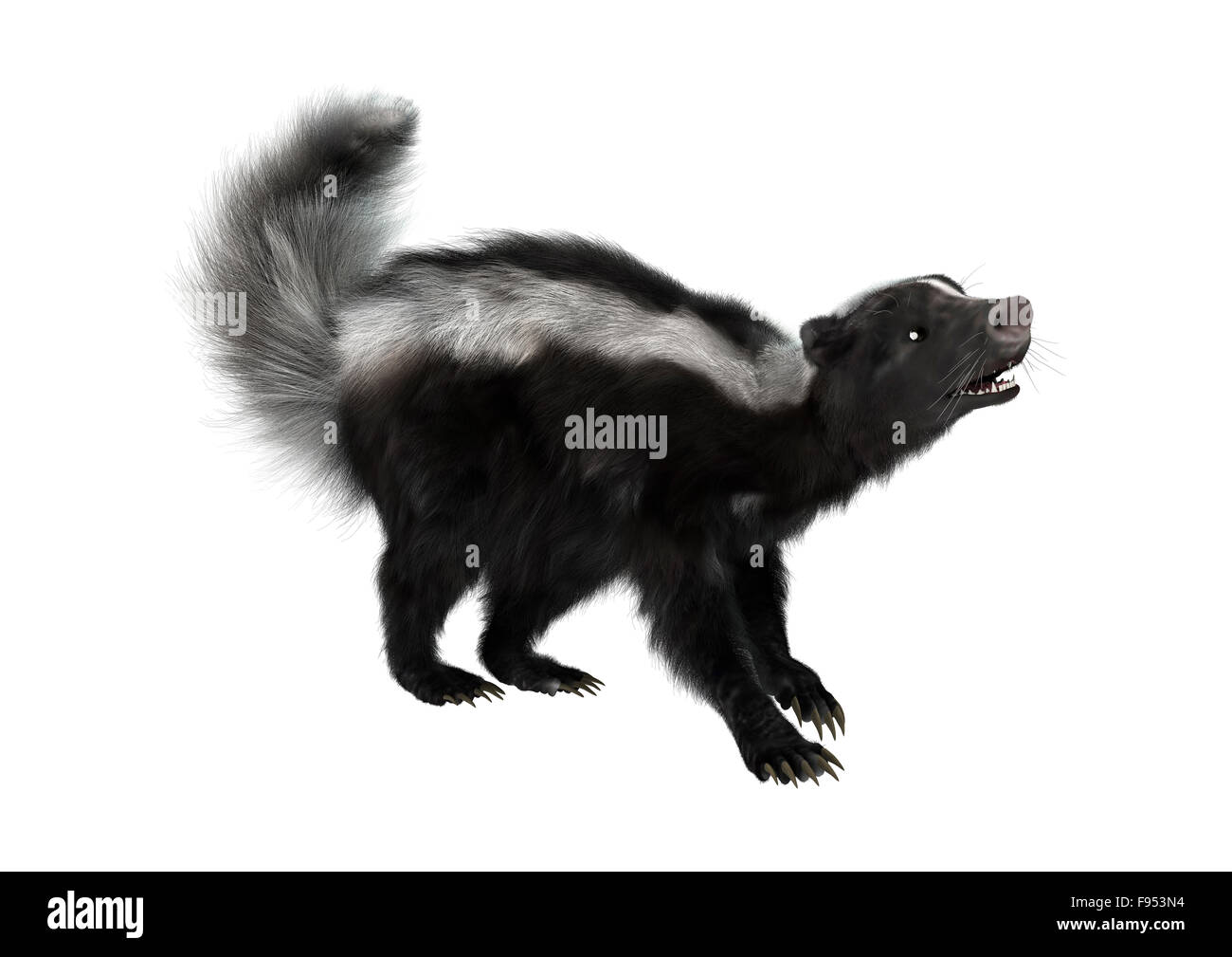 3D digital render of a striped skunk or Mephitis mephitis isolated on ...