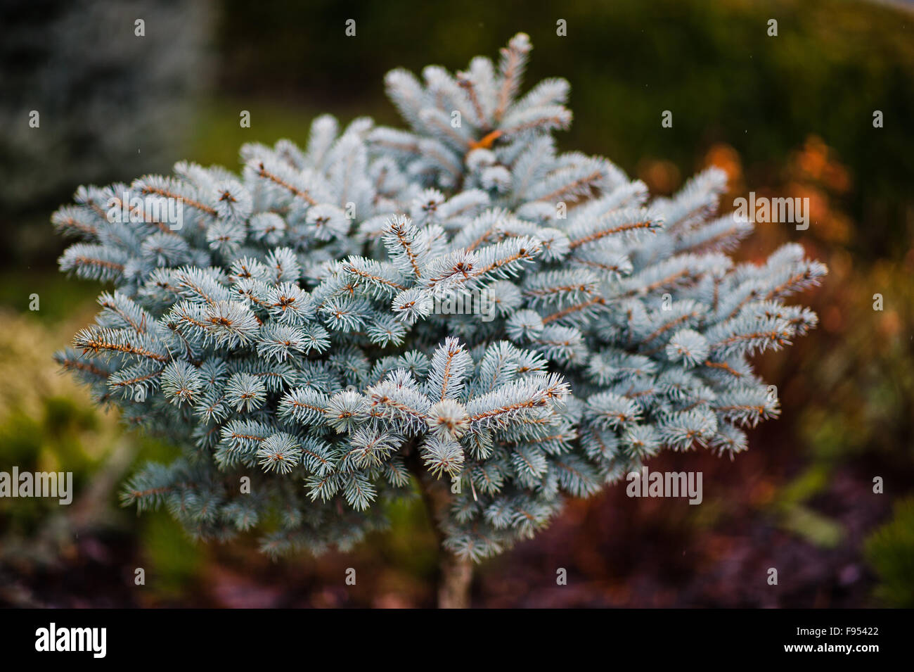 Decorative fir bush of blue spruce Stock Photo - Alamy