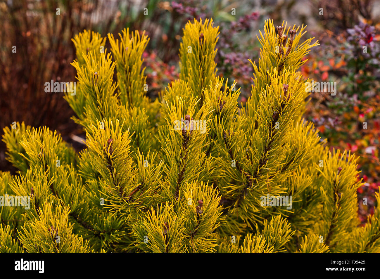 Decorative fir bush of yellow spruce Stock Photo - Alamy