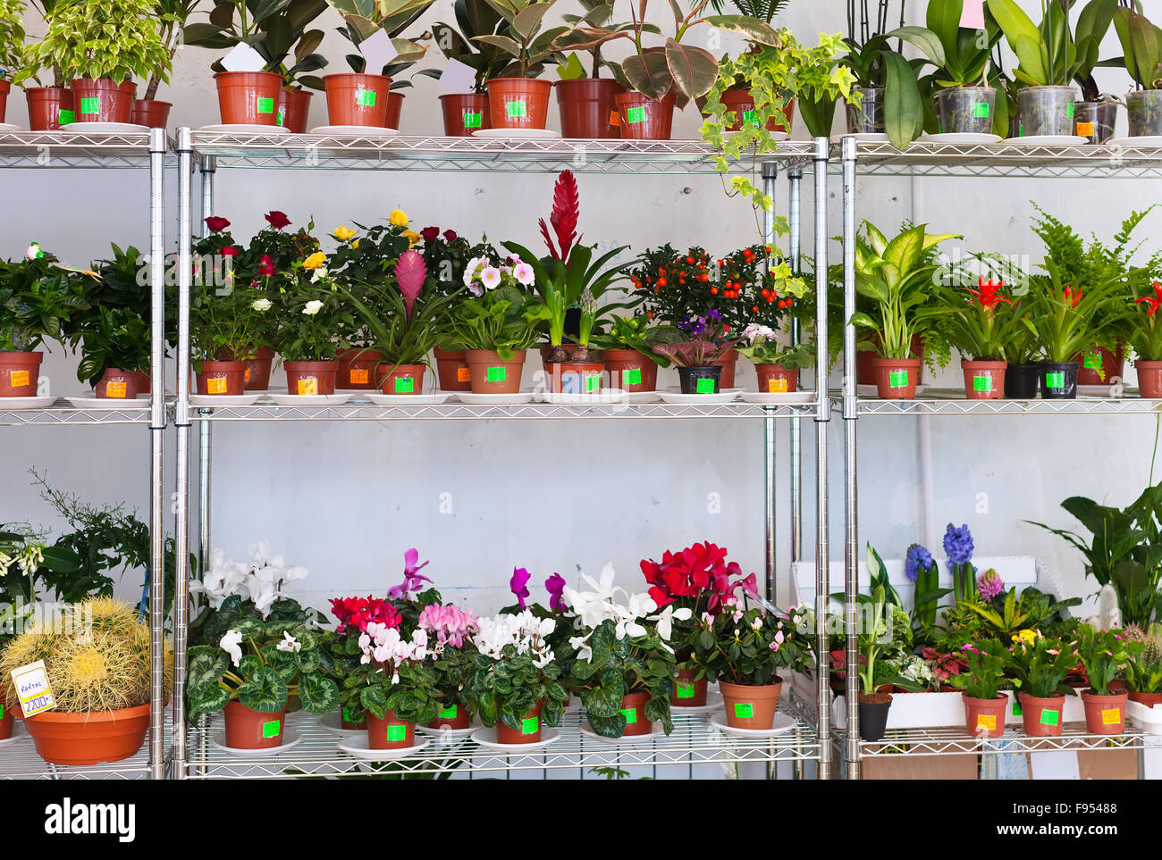 different flowers in pots of flowers in flower shop Stock Photo - Alamy