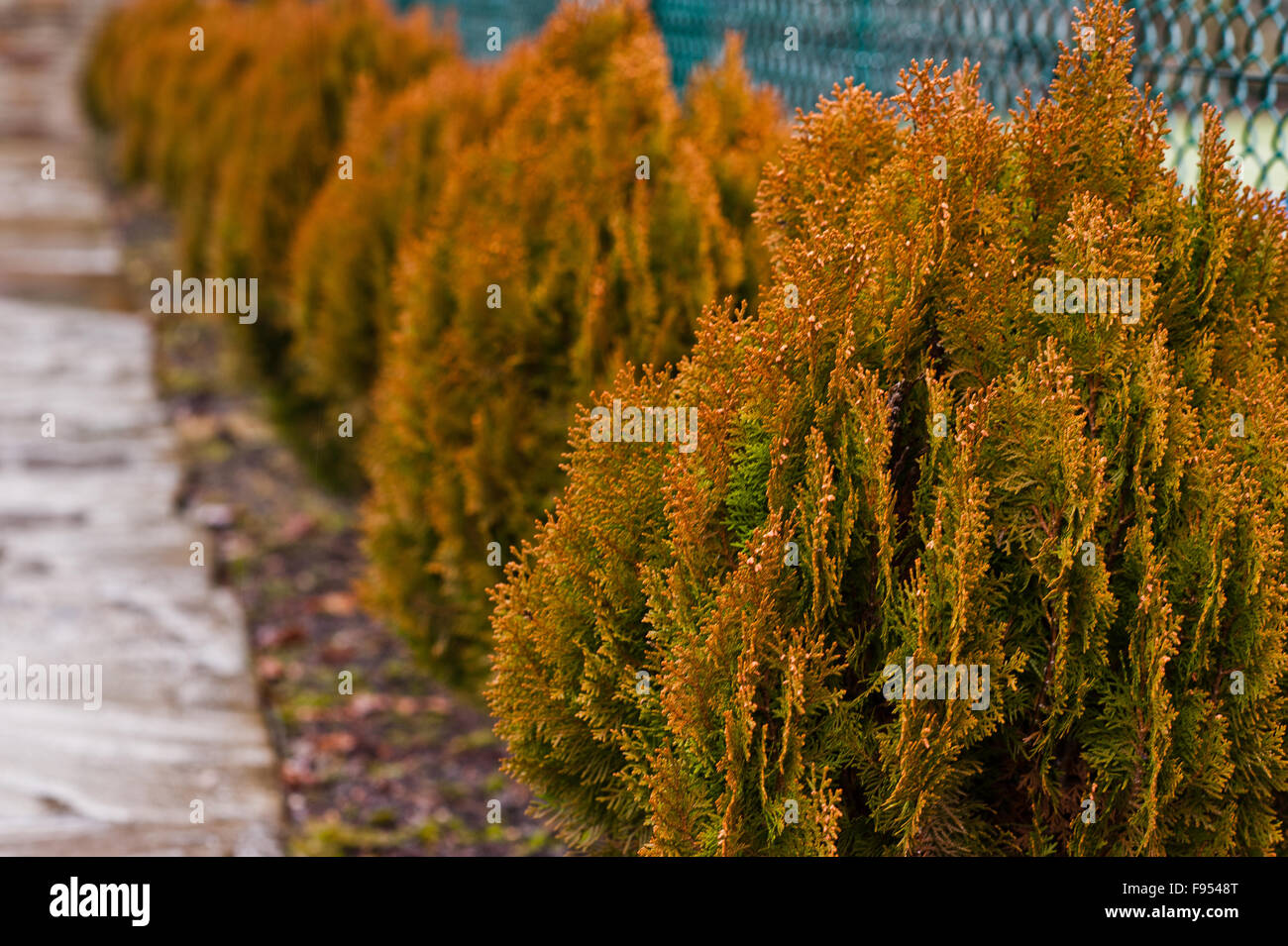 Yellow thuja occidentalis, conifer trees Stock Photo - Alamy