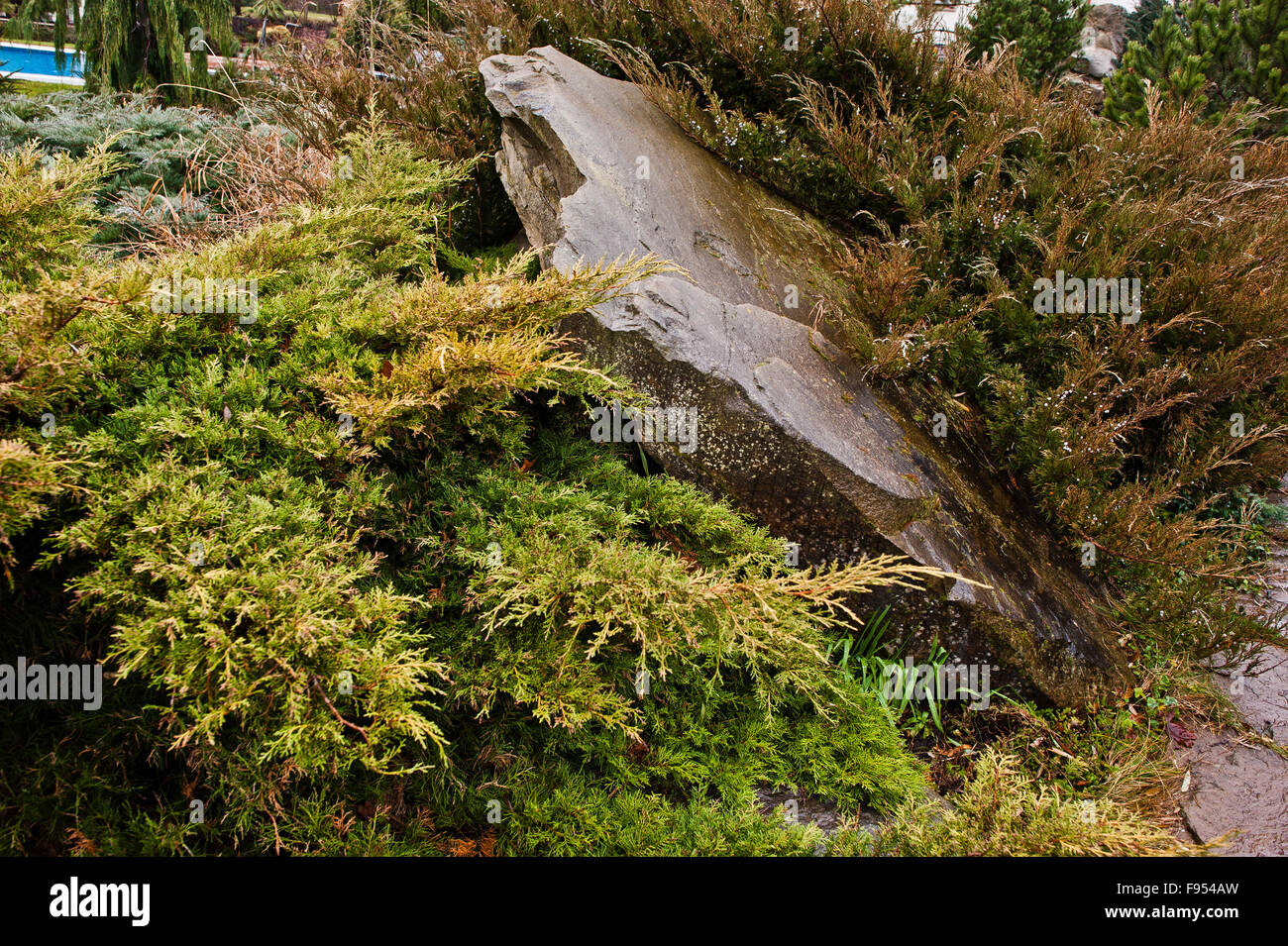 Yellow thuja occidentalis, conifer trees on wet stone Stock Photo - Alamy