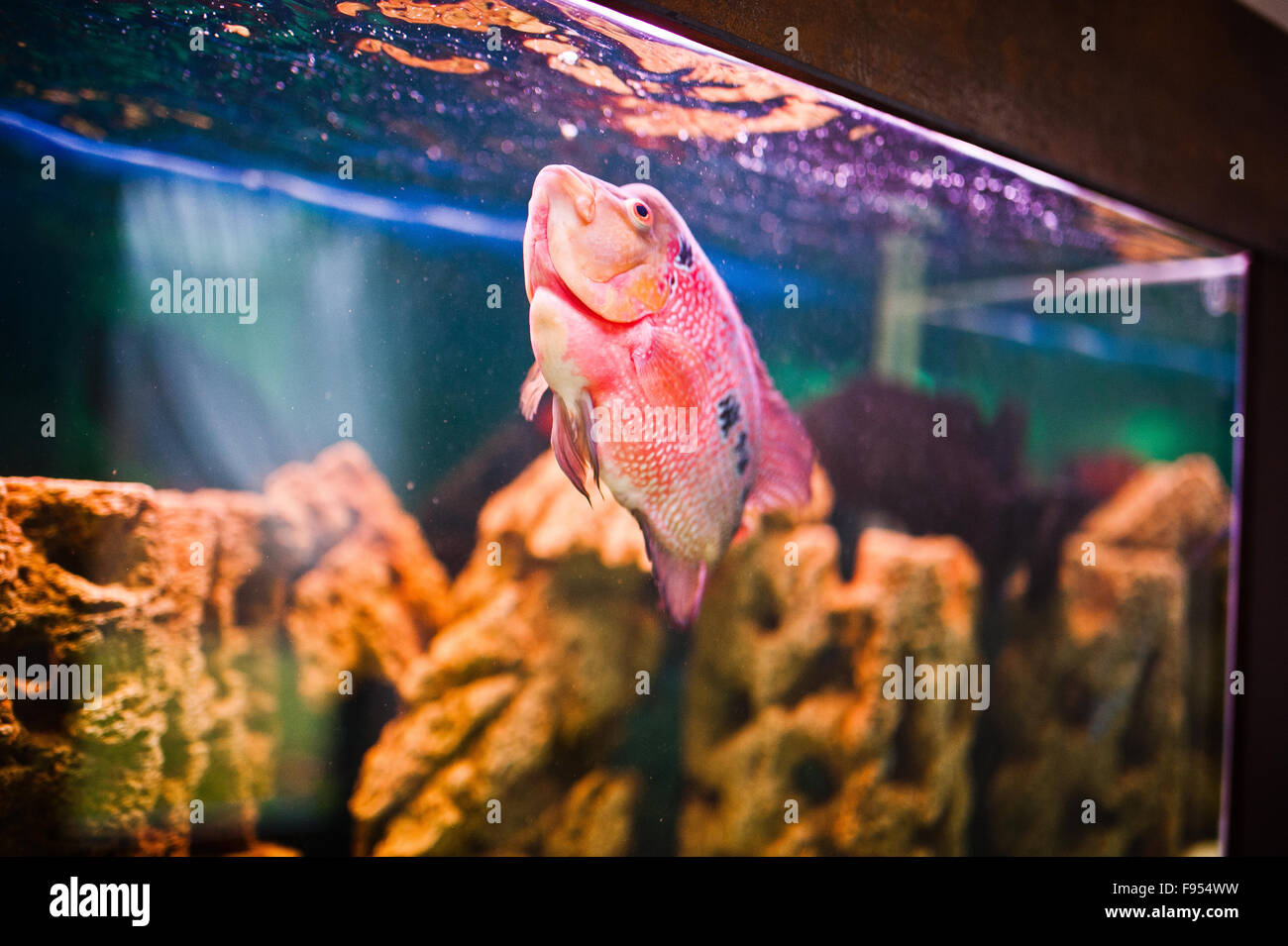 Funny aquarium fish with bubbles Stock Photo - Alamy