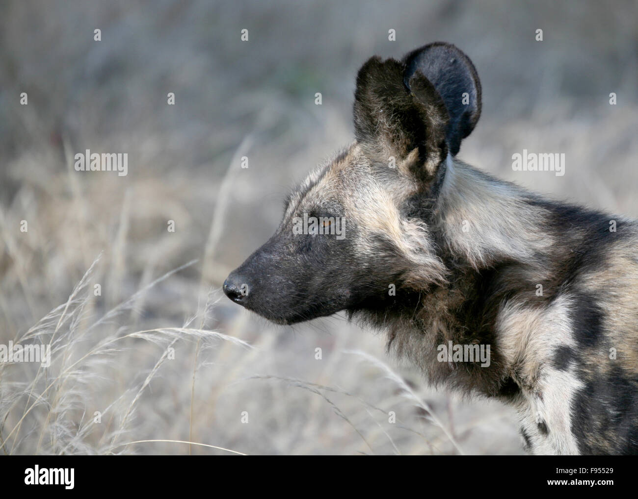 Wild Dog Botswana Stock Photo - Alamy
