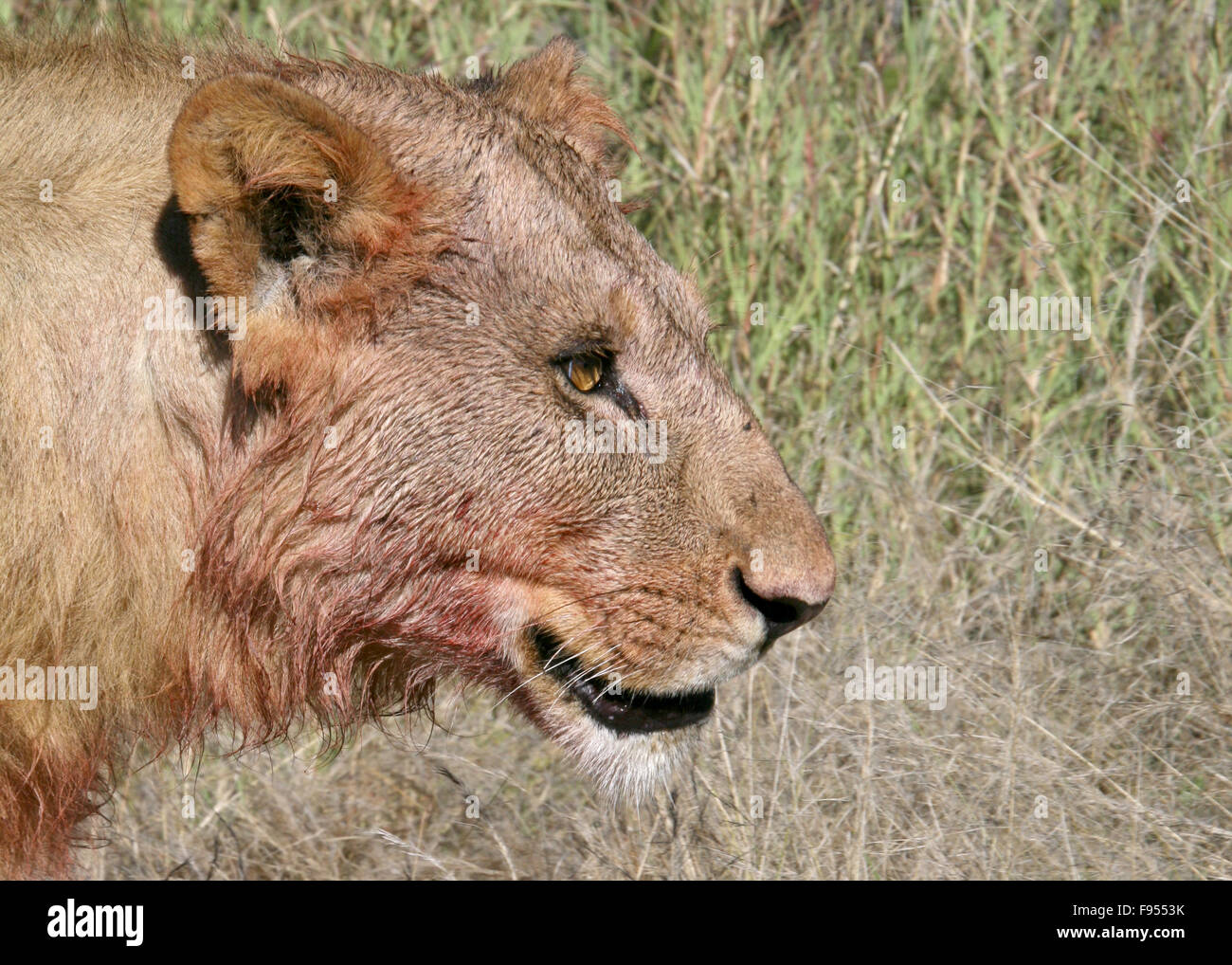 Lion side view hi-res stock photography and images - Alamy