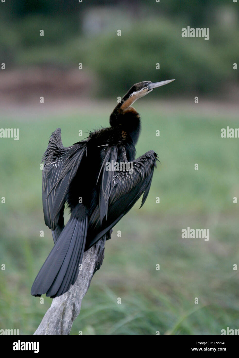 Snake bird hi-res stock photography and images - Alamy