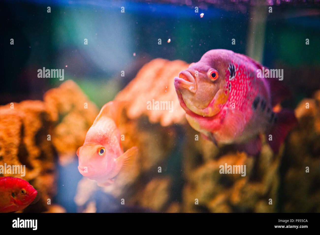 Funny aquarium fish with bubbles Stock Photo - Alamy