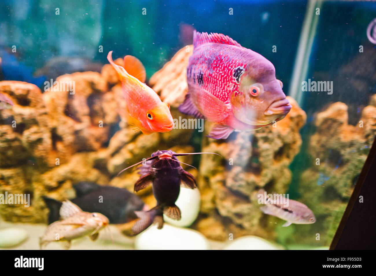 Funny aquarium fish with bubbles Stock Photo - Alamy