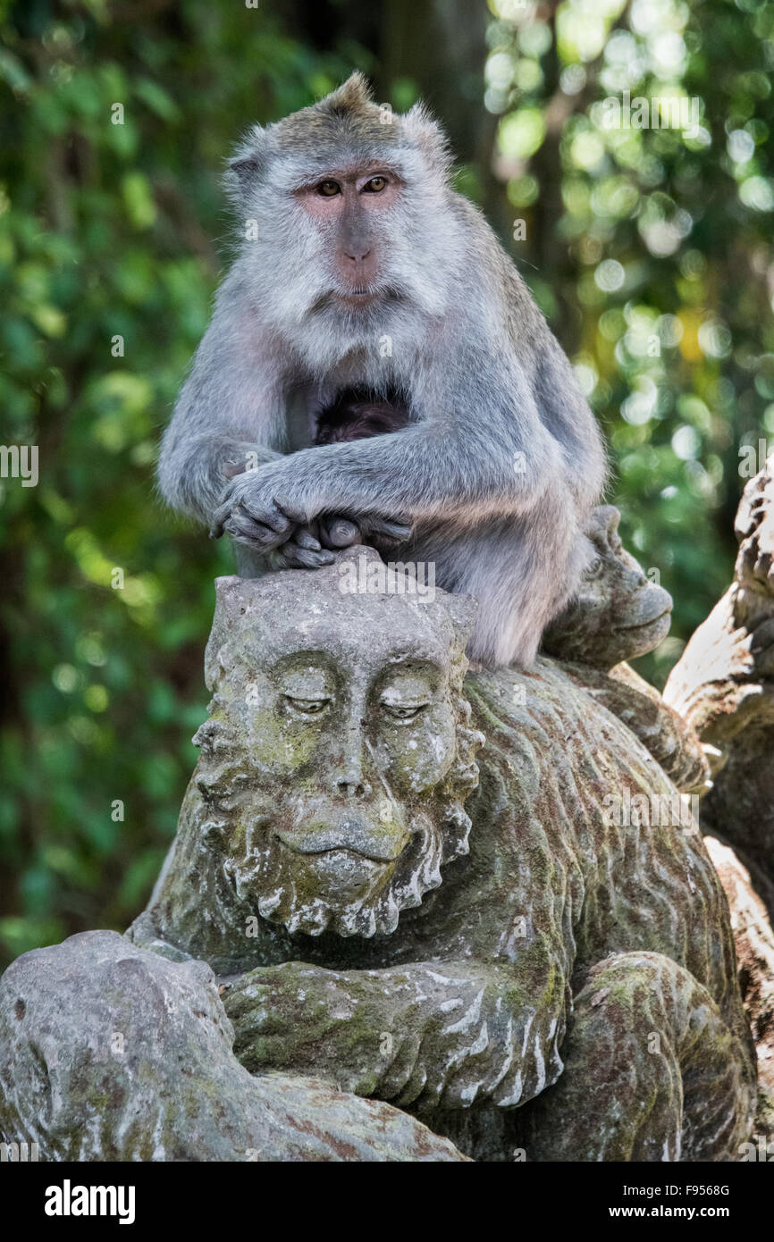 Funny macaque hi-res stock photography and images - Alamy