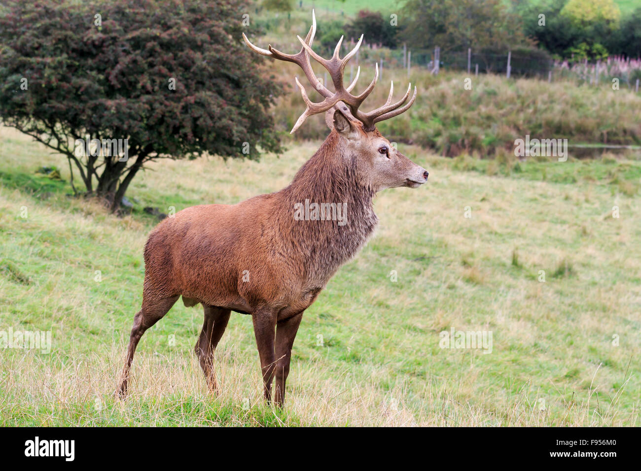 Stag standing hi-res stock photography and images - Alamy