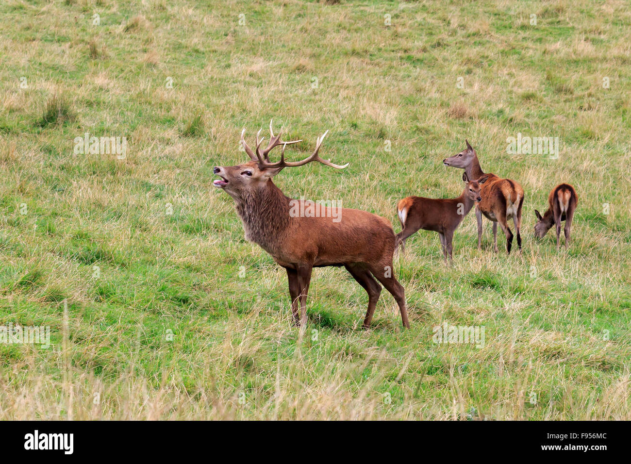 Four doe hi-res stock photography and images - Alamy