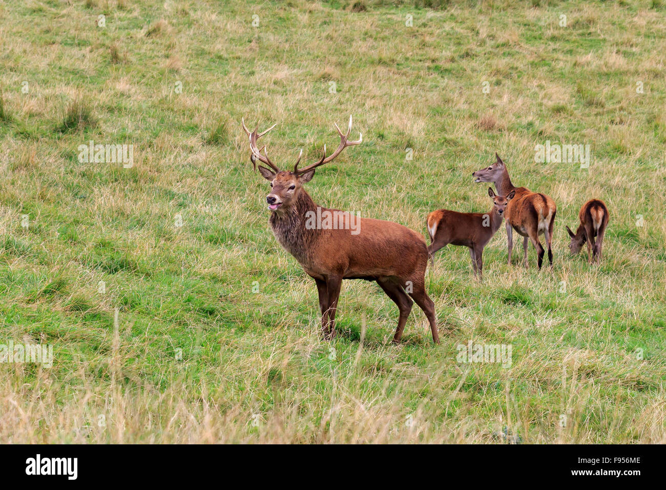 Stag and hind in the hi-res stock photography and images - Alamy