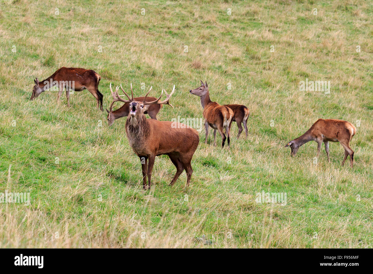 Stag and hind in the hi-res stock photography and images - Alamy
