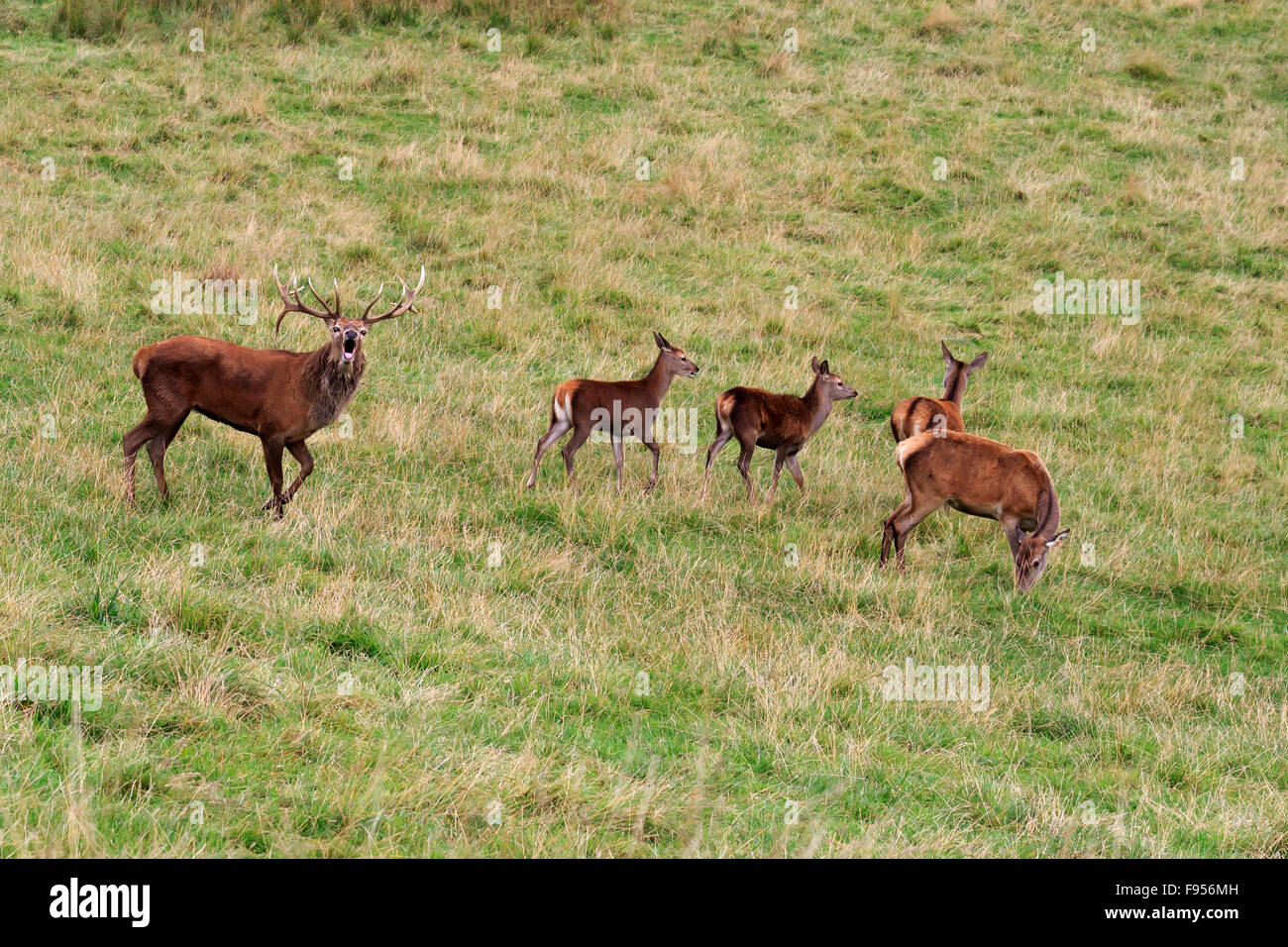 Red Deer Stag guarding four of his Hind Red Deer in Perthshire Scotland ...