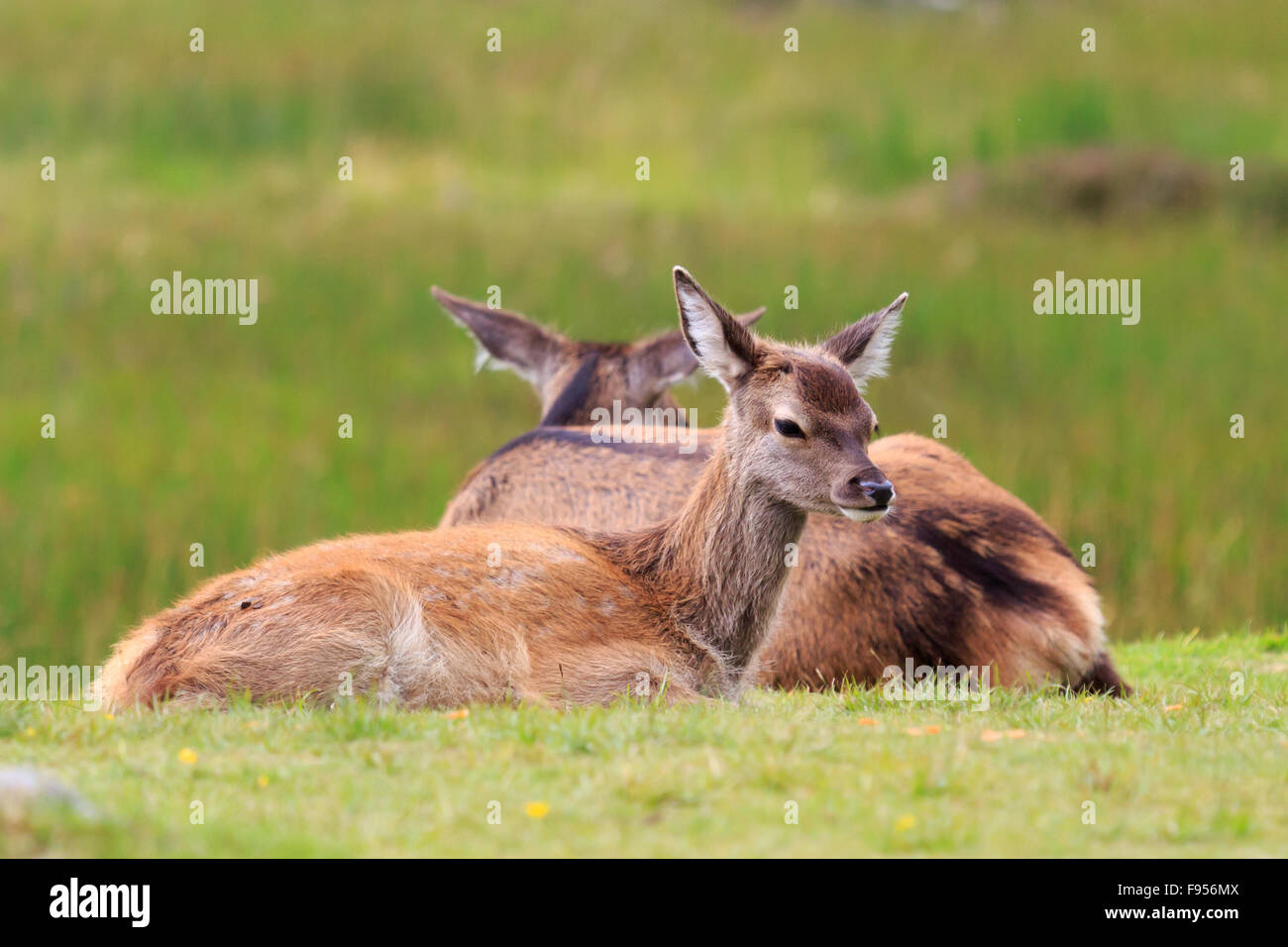 Two young Red Deer resting in the Scottish highlands Stock Photo - Alamy