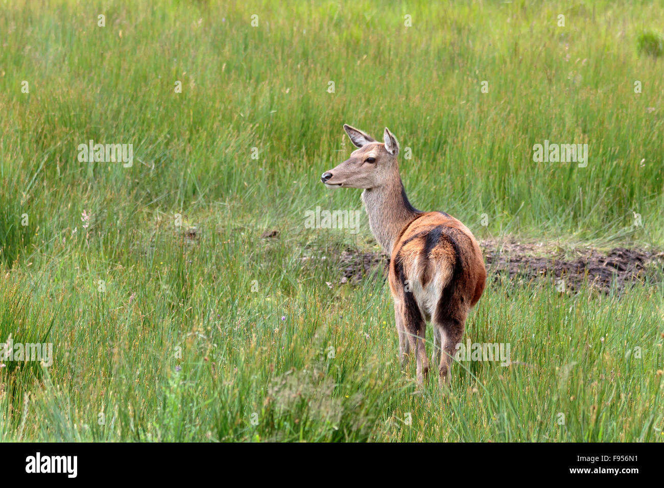 Lone Hind Red Deer standing in long grass in the Scottish Highlands ...
