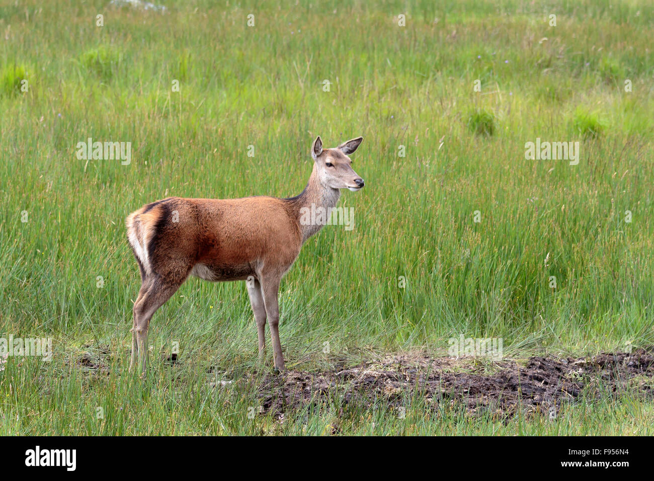 Lone Hind Red Deer standing in long grass in the Scottish Highlands ...