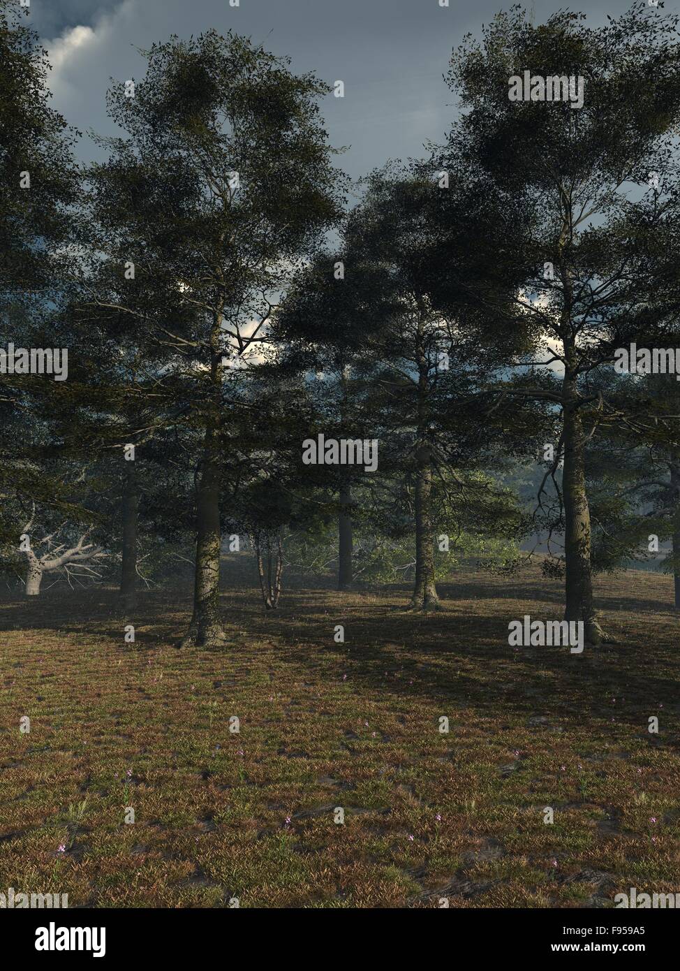 Ash woods hi-res stock photography and images - Alamy