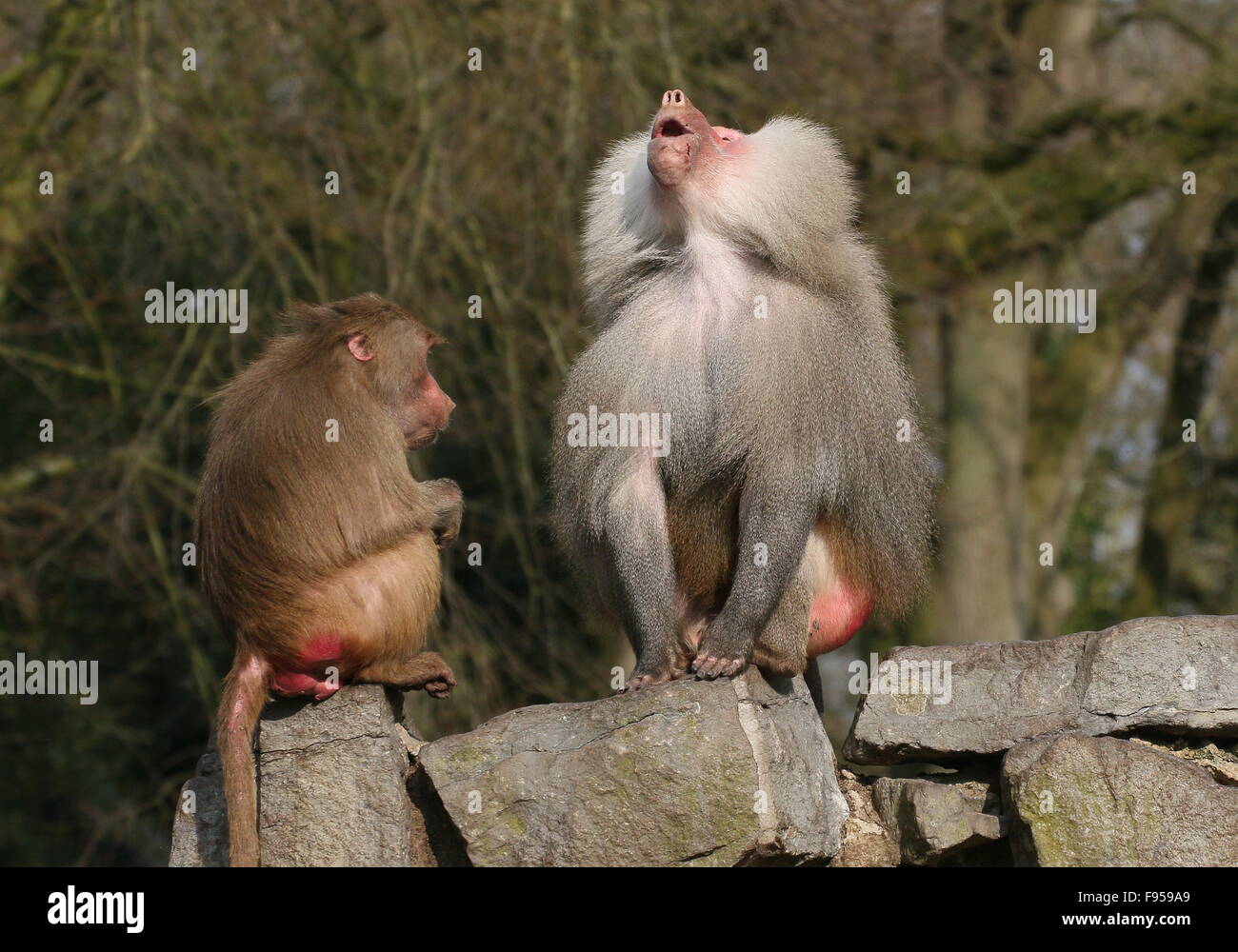 Male African Hamadryas baboon (Papio hamadryas) howling, his lady by ...